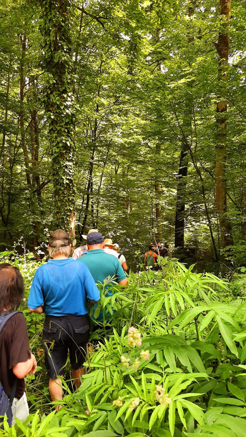 Juni-Tour der Wandergruppe im Mainhardter Wald – TSV Untergruppenbach e.V.